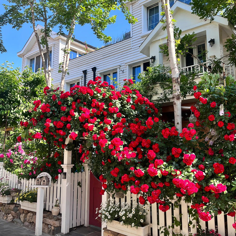 Climbing Rose Planting Guide – RSUSHOP