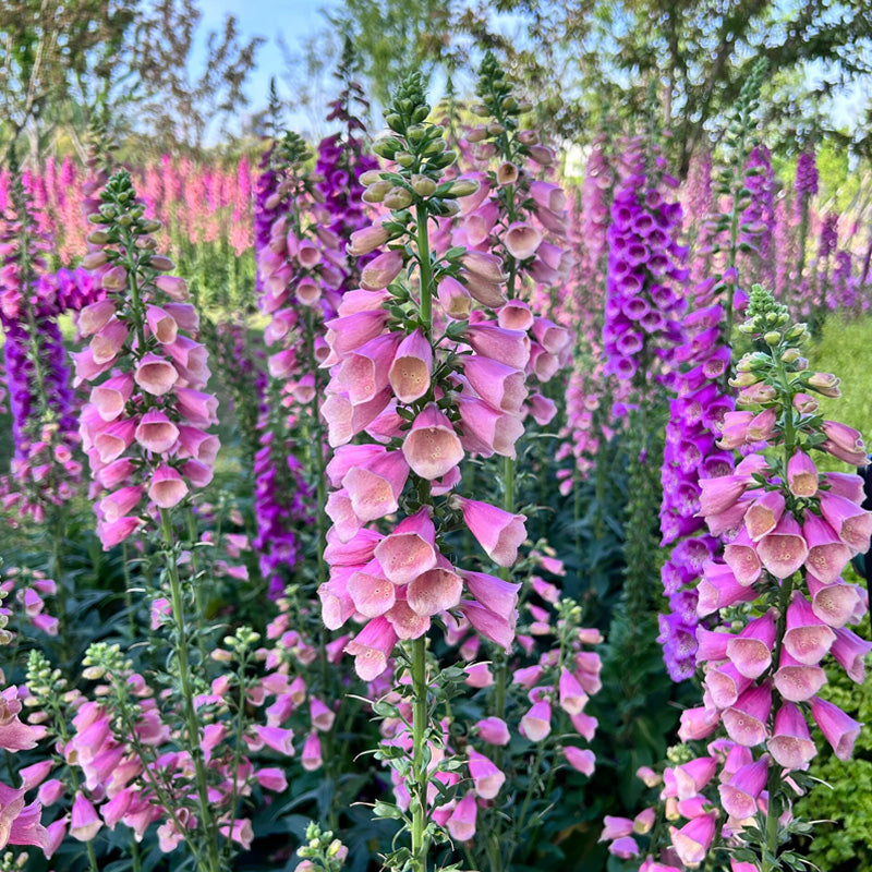 Foxglove Planting Guide – RSUSHOP