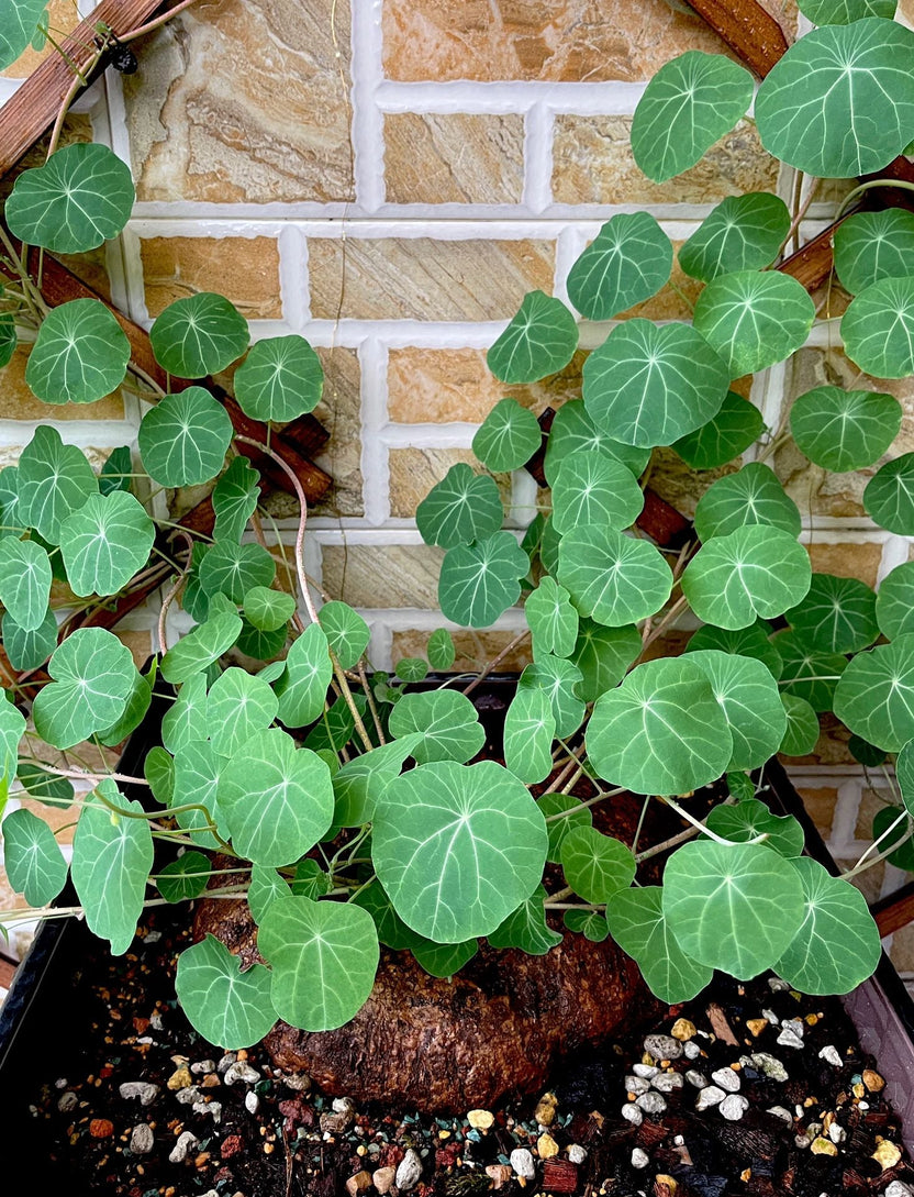 Stephania Erecta Planting Guide – ROSESU